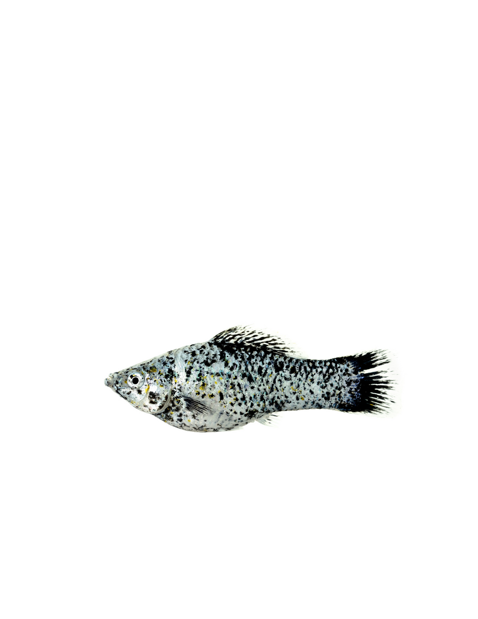 Vivipares ( Guppy , Molly , Platy ) | NageoireBleue