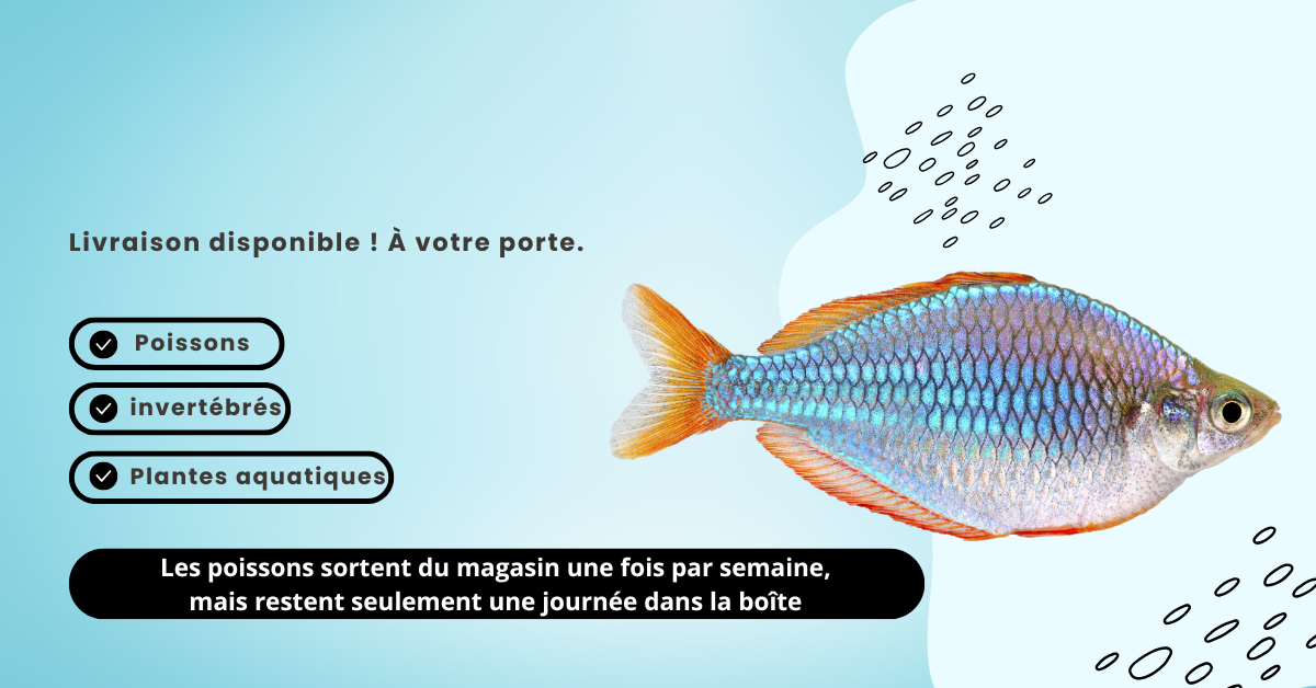 NageoireBleue : Poissons tropicaux et aquarium