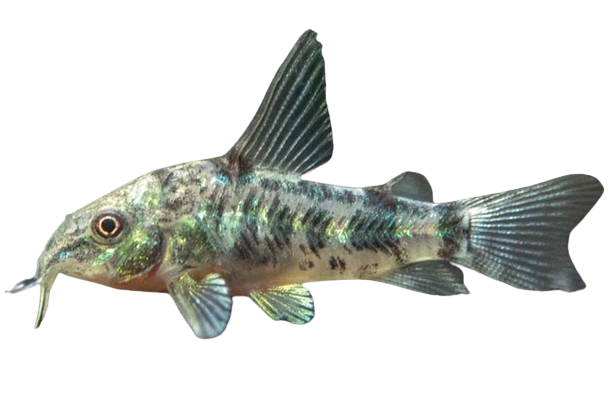 Corry pepper – NageoireBleue