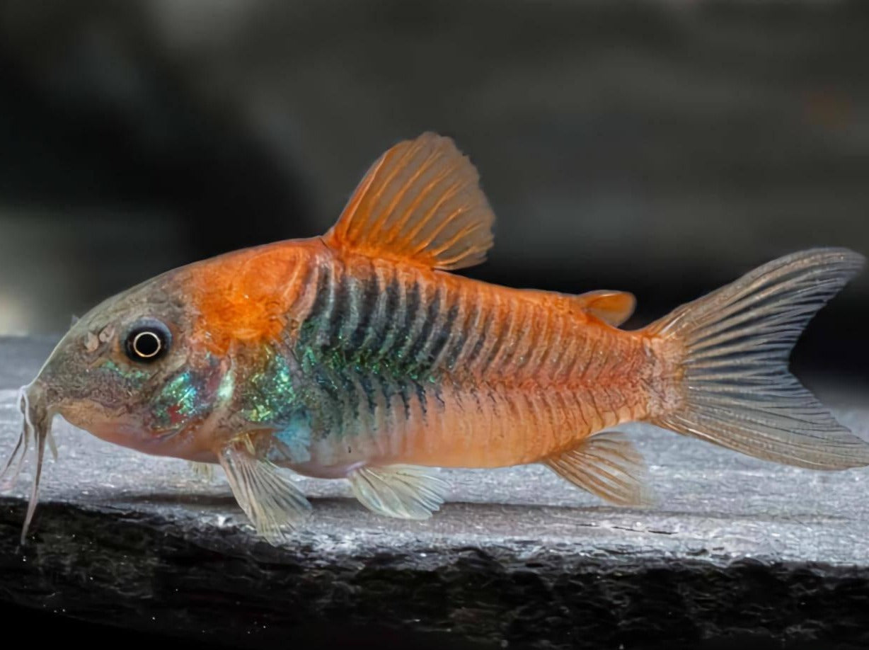 Corydoras – NageoireBleue
