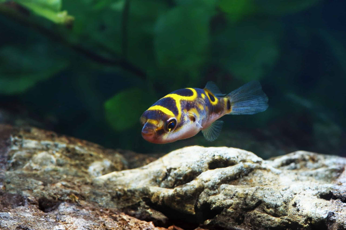 Puffer "figure 8"