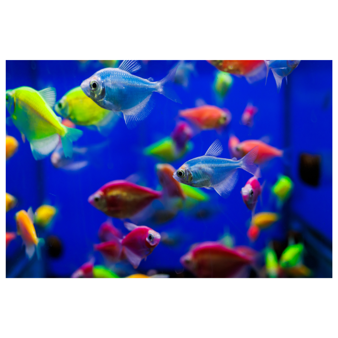 Glo fish – NageoireBleue