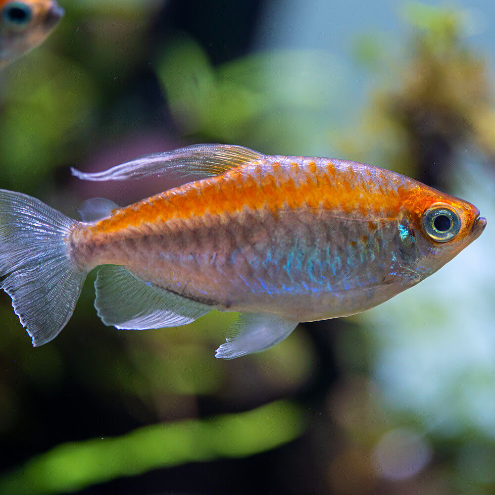 Tetra congo
