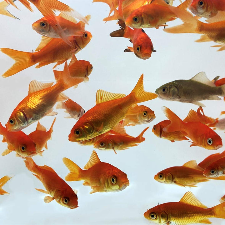 Poissons Rouges et carpe koï