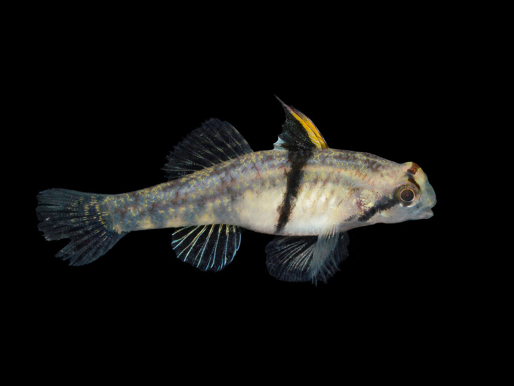 Rhinohorn Goby (Redigobius balteatus) | NageoireBleue