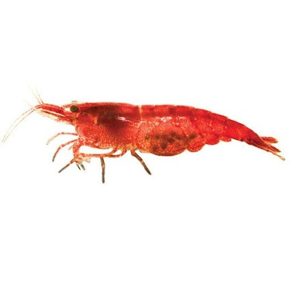 Crevettes – NageoireBleue
