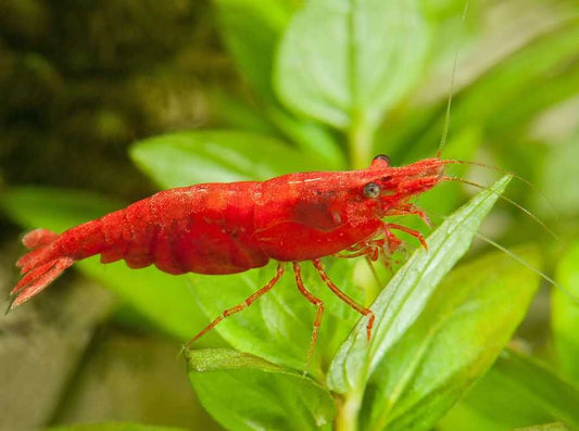 Crevettes – NageoireBleue